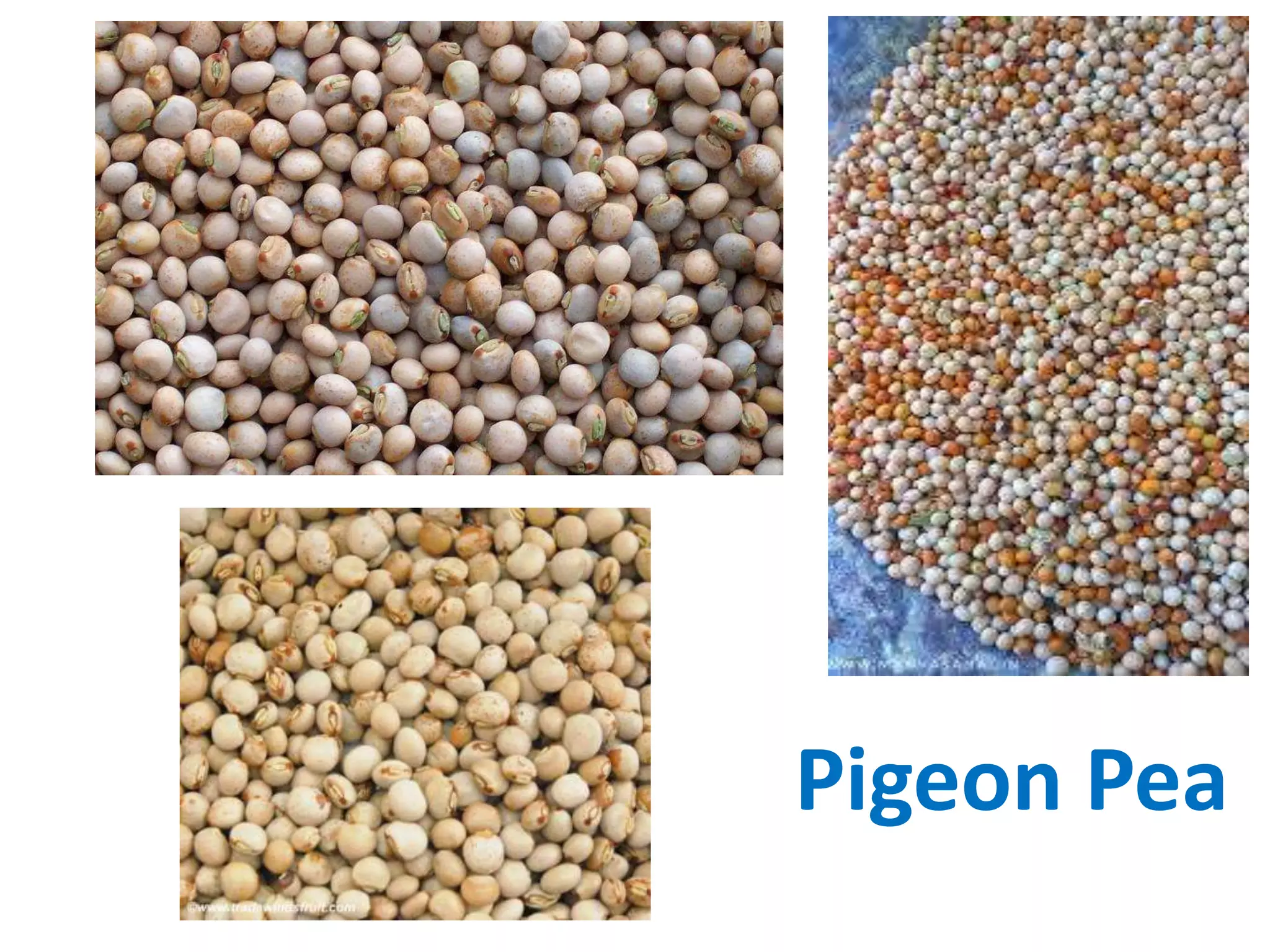 Unit 7 Cereal & Vegetable seed Identification Seeds.pptx