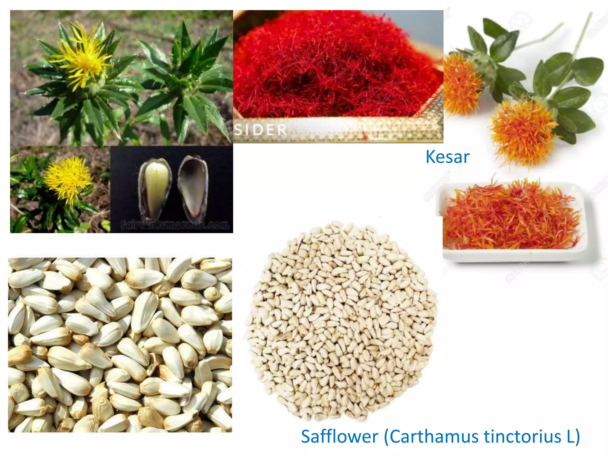 Unit 7 Cereal & Vegetable seed Identification Seeds.pptx