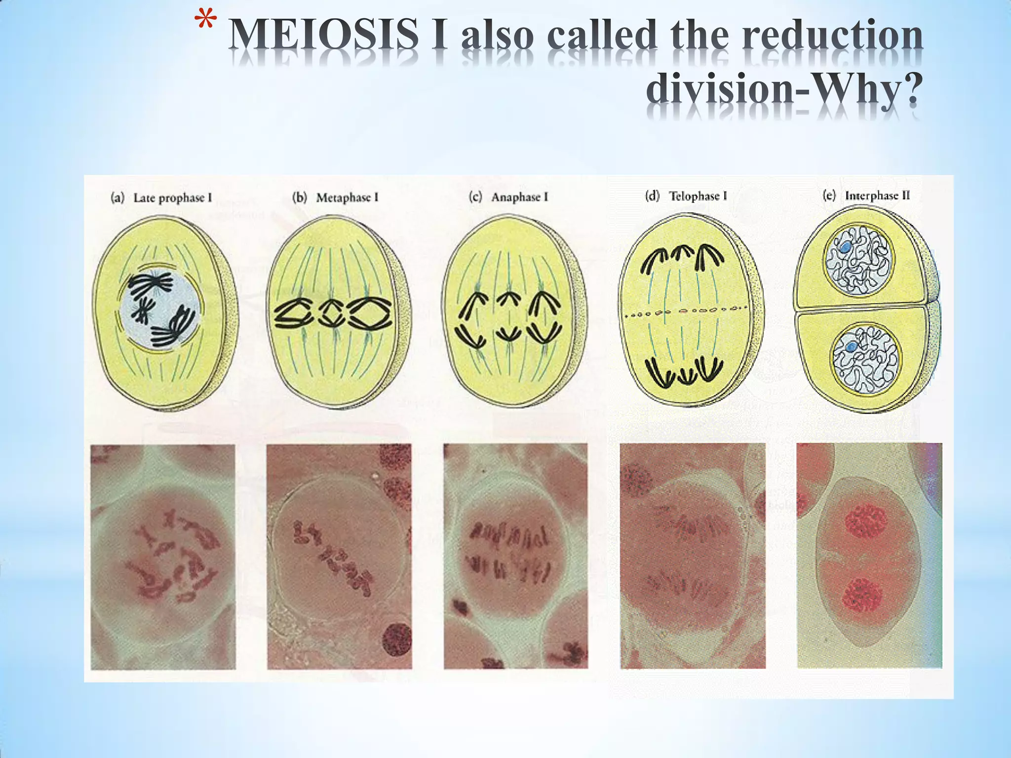 Unit 7 meiosis powerpoint (revised2006) | PPT