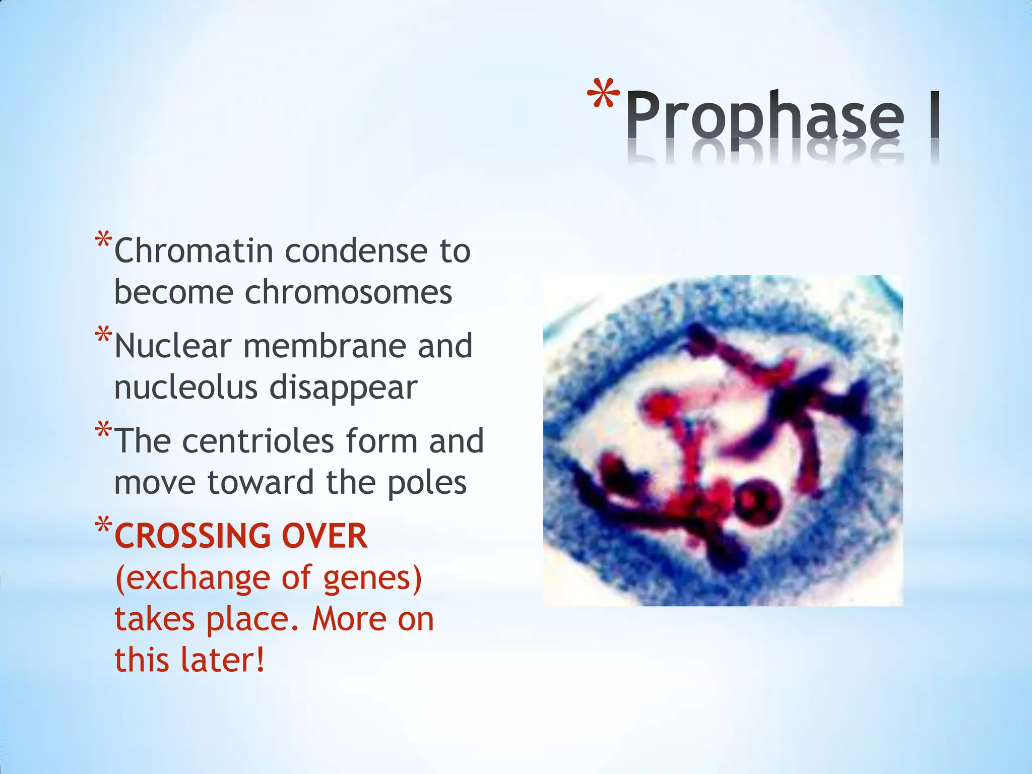 Unit 7 meiosis powerpoint (revised2006) | PPT