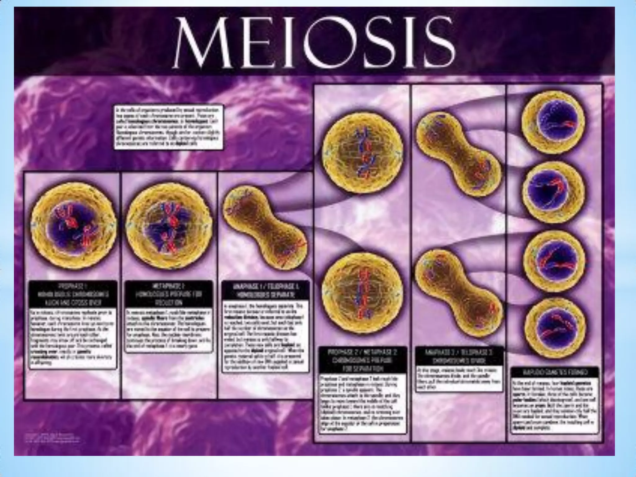 Unit 7 meiosis powerpoint (revised2006) | PPT