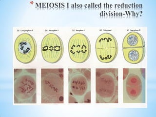 Unit 7 meiosis powerpoint (revised2006) | PDF