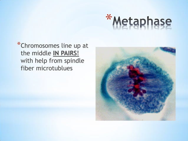 Unit 7 meiosis powerpoint (revised2006) | PPT