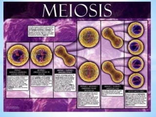 Unit 7 meiosis powerpoint (revised2006) | PPT
