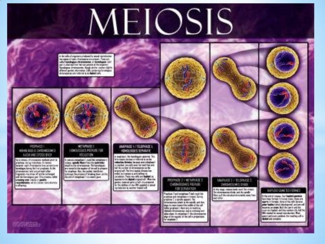 Unit 7 meiosis powerpoint (revised2006) | PPT