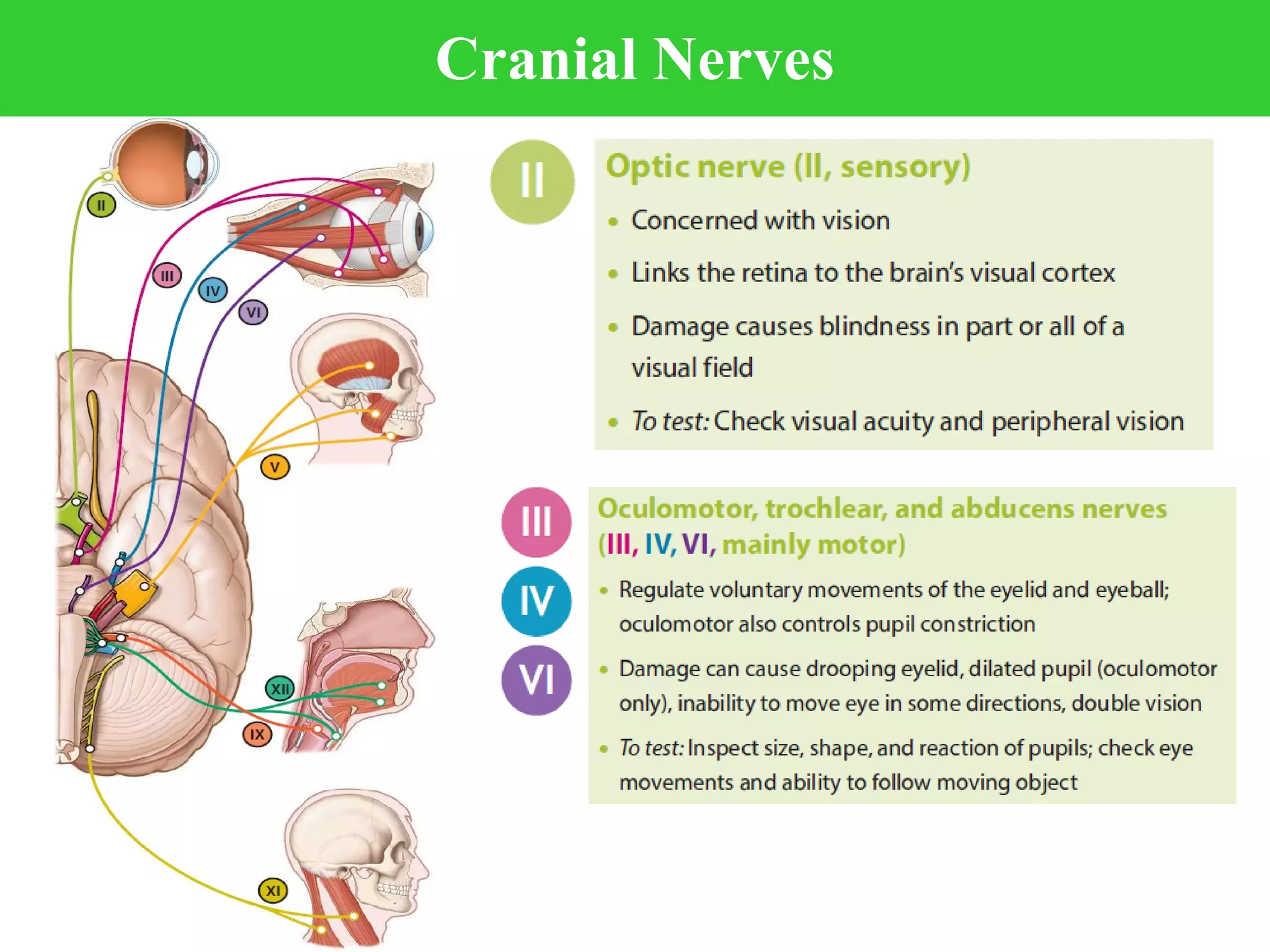 Unit 7 nervous system nrs 237 | PPT