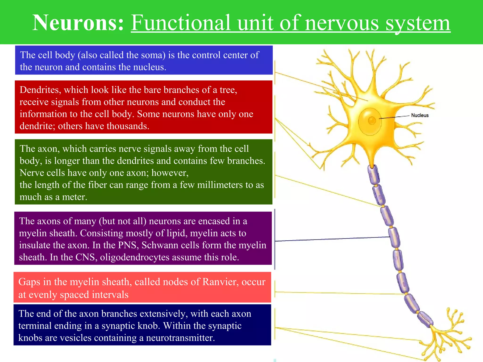Unit 7 nervous system nrs 237 | PPT