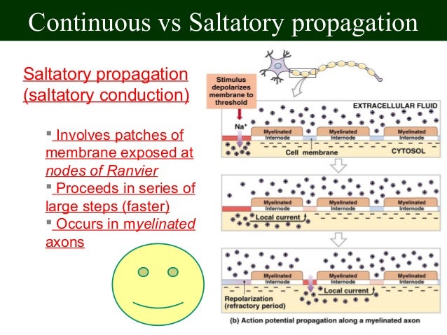 Unit 7 nervous system nrs 237