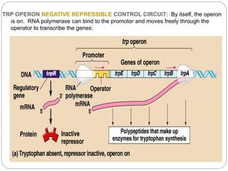 operon concept | PPTX