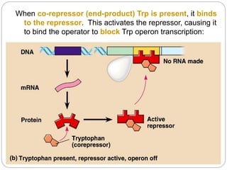 operon concept | PPTX