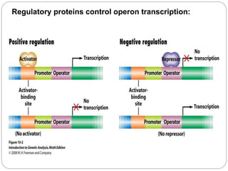 operon concept | PPT