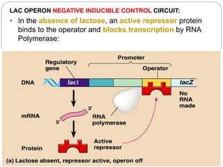 operon concept | PPTX