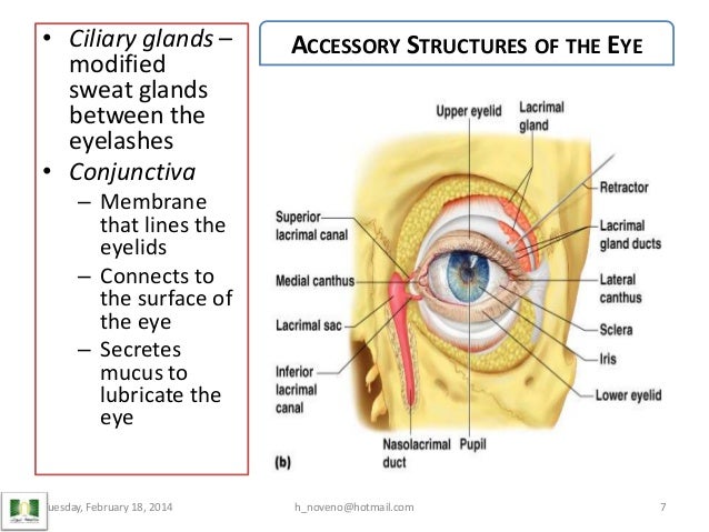 Accessory Structures Of The Eye