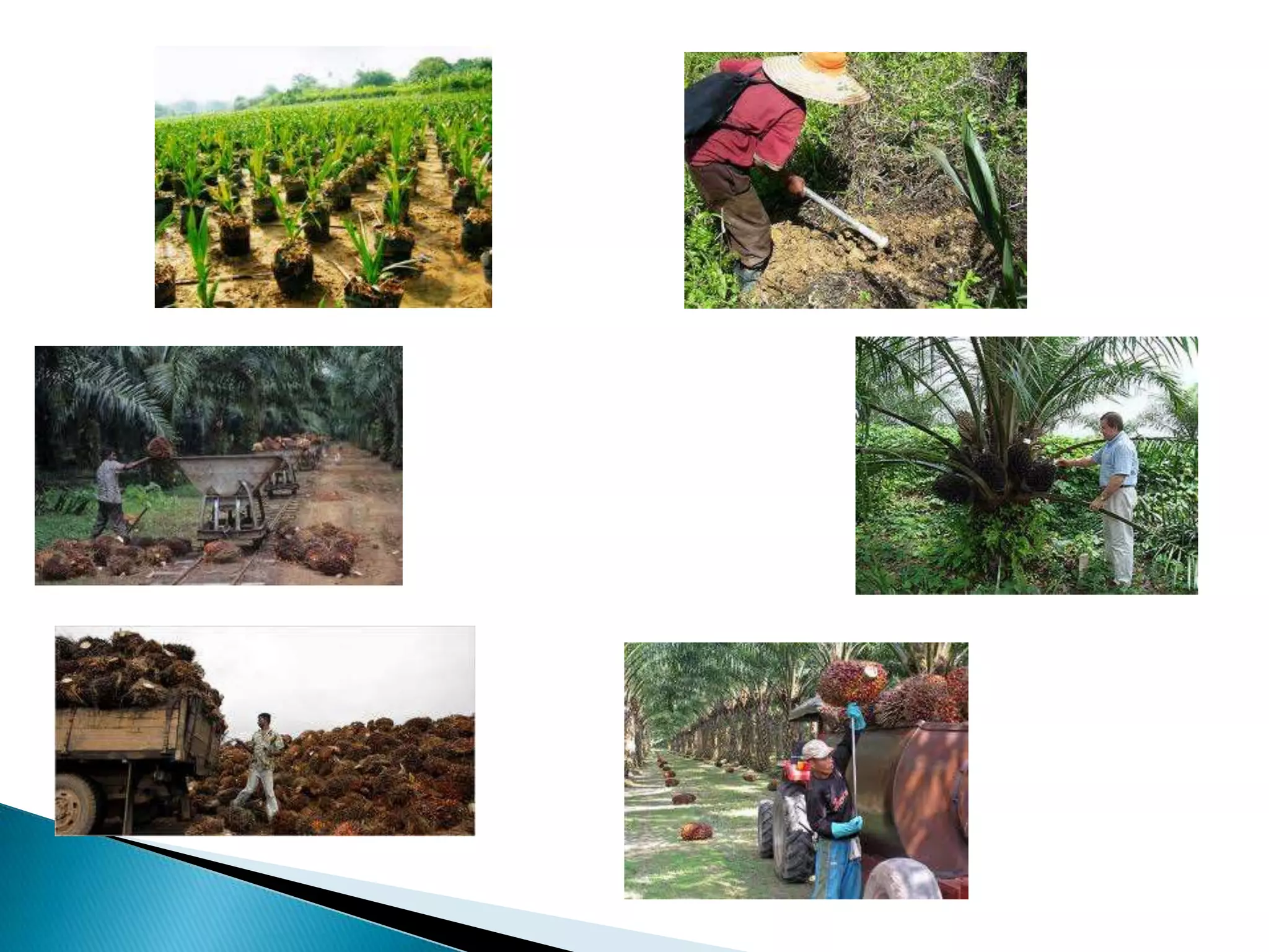 Sec 2 Unit 7 types of agriculture | PPTX