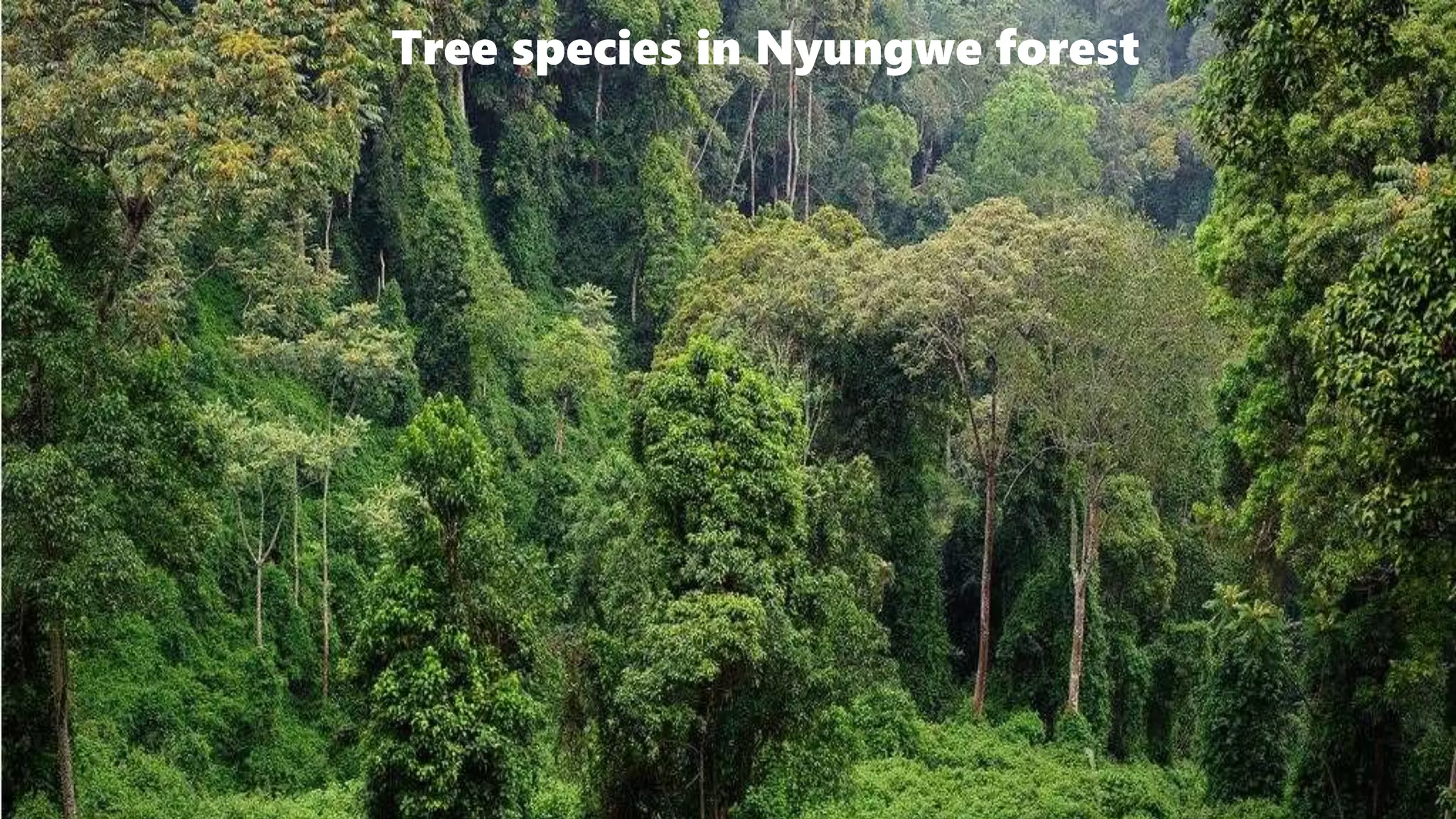 Unit 7 Vegetation in Rwanda.pptx