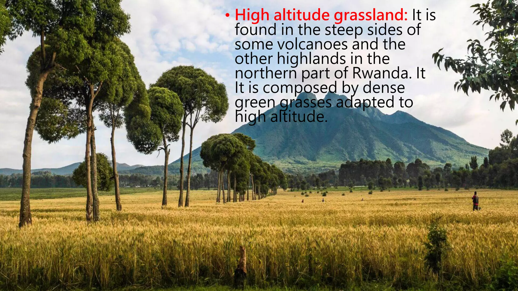 Unit 7 Vegetation in Rwanda.pptx