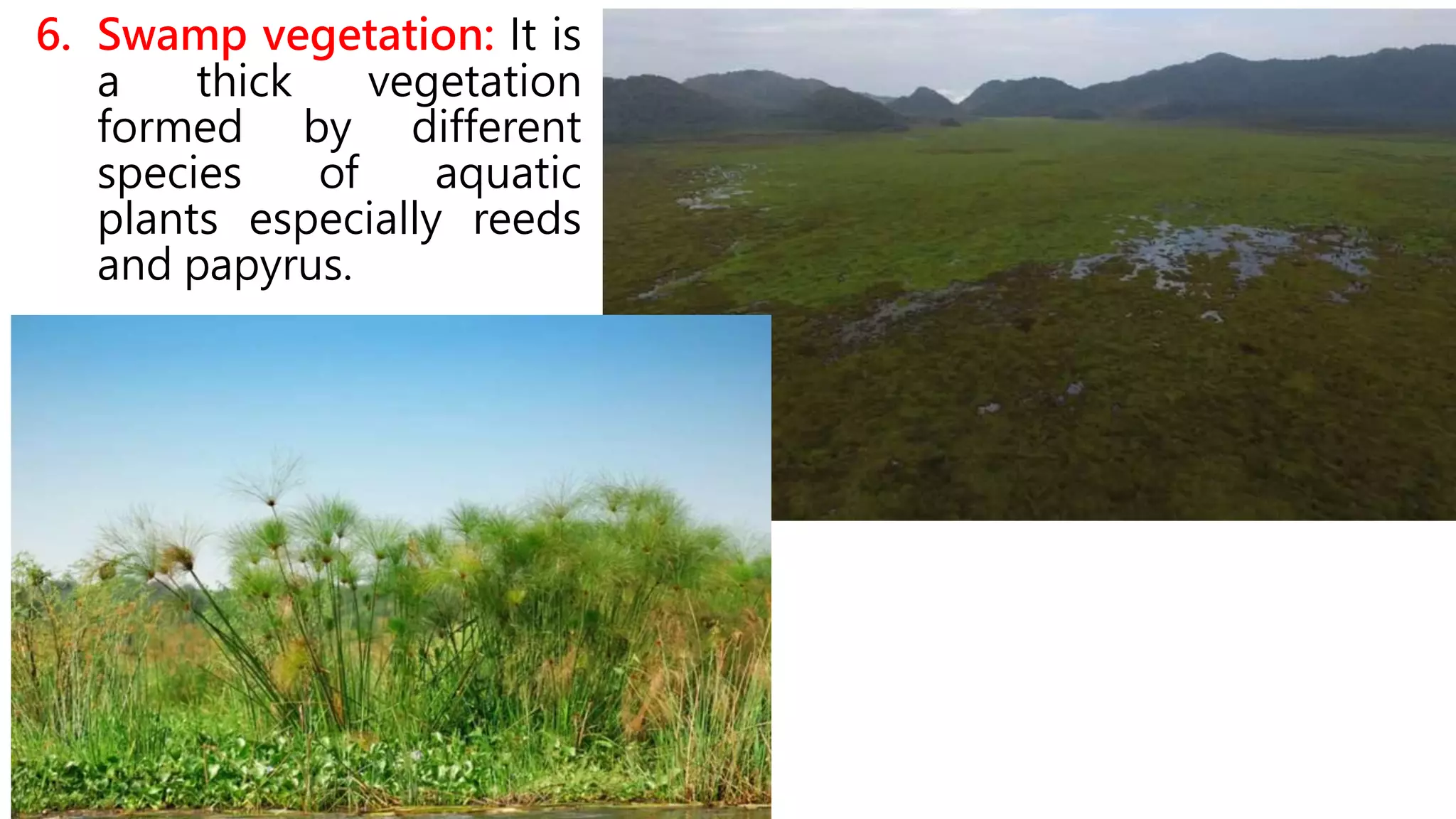 Unit 7 Vegetation in Rwanda.pptx