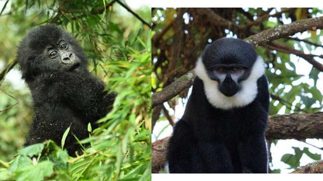 Unit 7 Vegetation in Rwanda.pptx | Zoos & Aquariums | Attractions