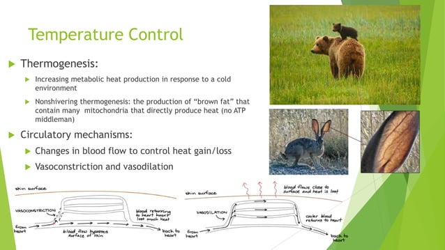 AP Biology Unit 8 Ecology Topic Two Energy Flow Through Systems | PPTX