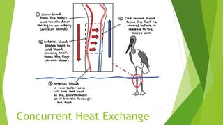 AP Biology Unit 8 Ecology Topic Two Energy Flow Through Systems | PPTX