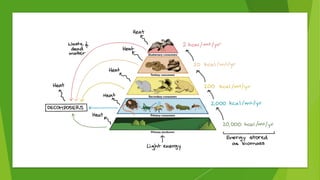 AP Biology Unit 8 Ecology Topic Two Energy Flow Through Systems | PPTX