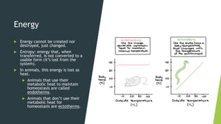 AP Biology Unit 8 Ecology Topic Two Energy Flow Through Systems | PPTX