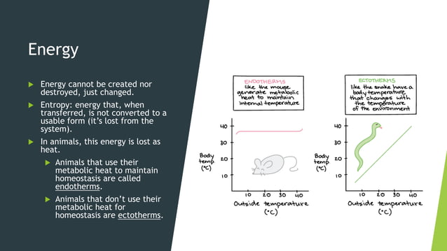 AP Biology Unit 8 Ecology Topic Two Energy Flow Through Systems | PPT