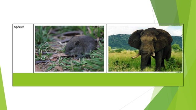 AP Biology Unit 8 Ecology Topic Two Energy Flow Through Systems | PPT