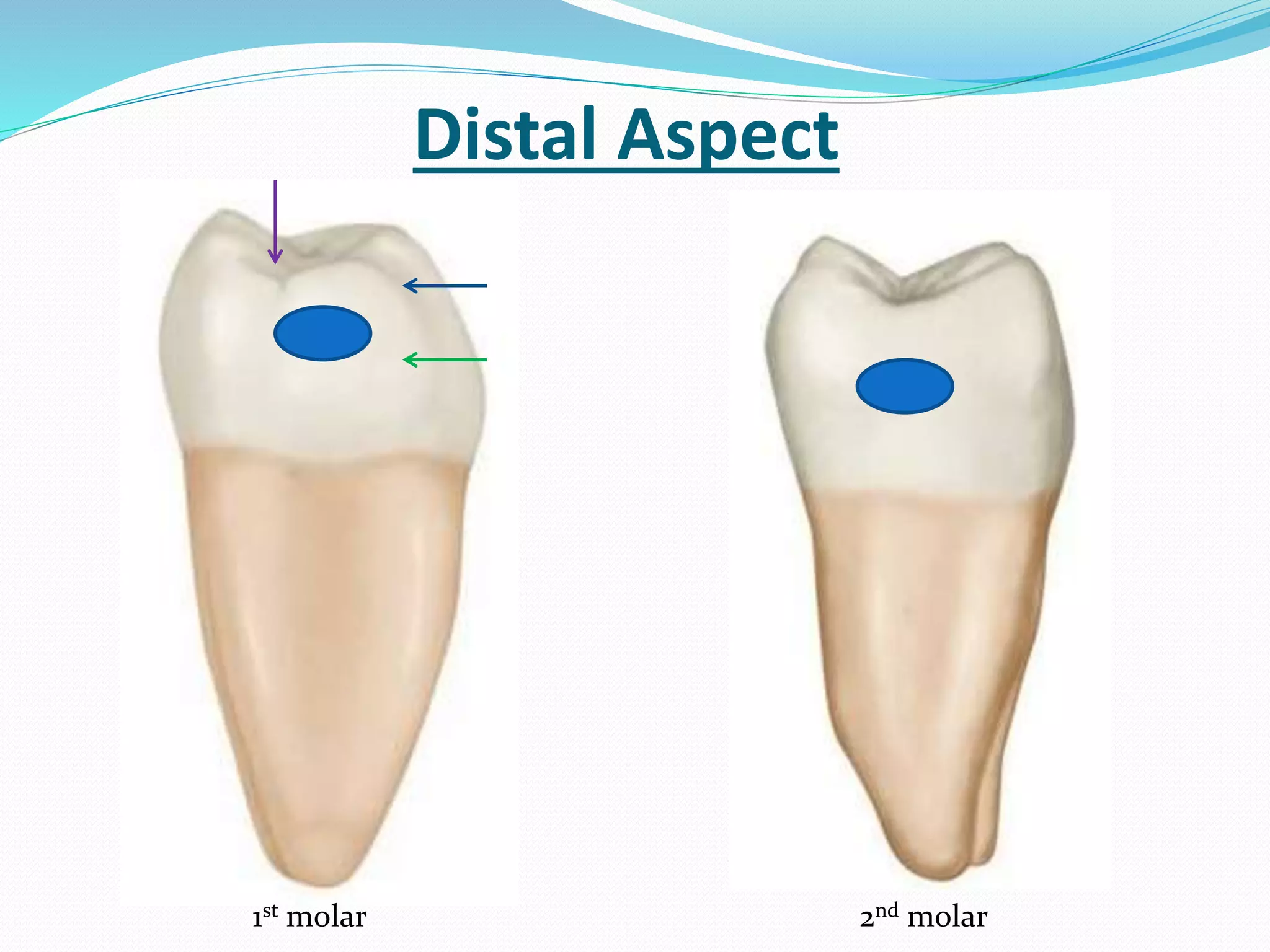Unit 8 - Mandibular 2nd Molars.pptx