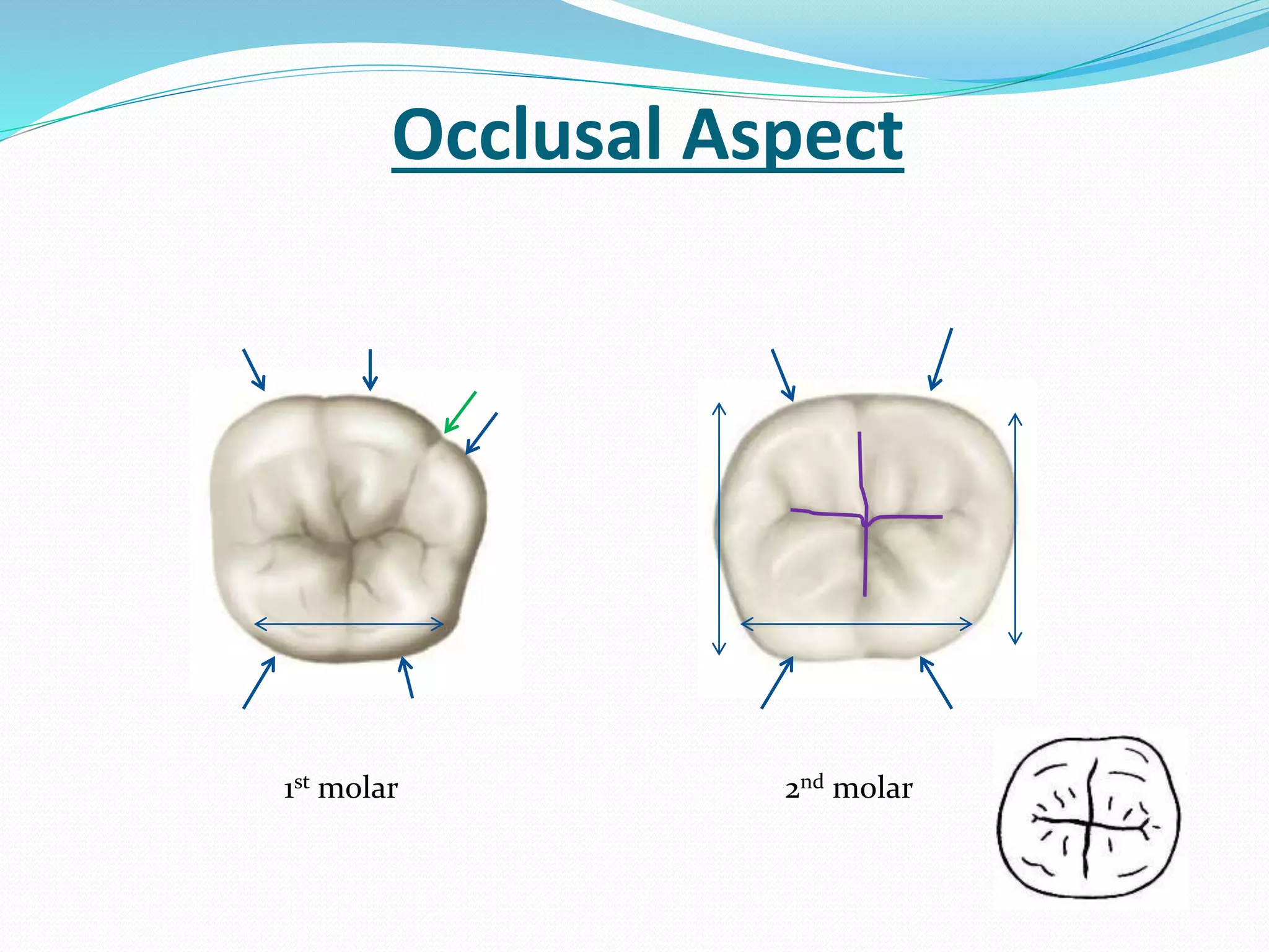 Unit 8 - Mandibular 2nd Molars.pptx
