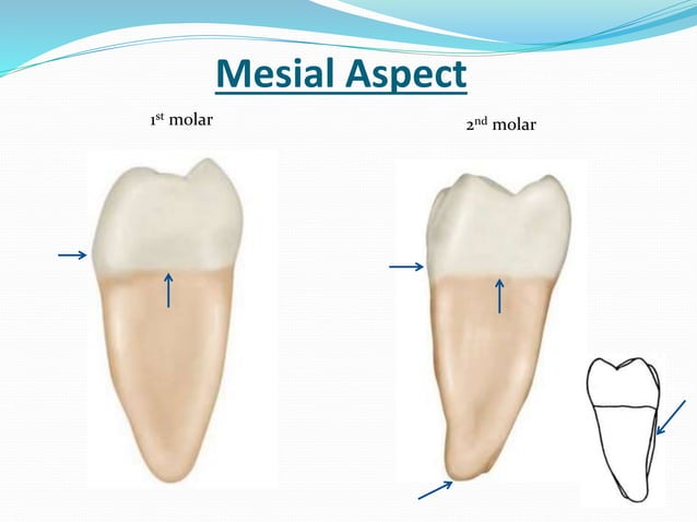 Unit 8 - Mandibular 2nd Molars.pptx