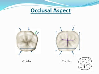 Unit 8 - Mandibular 2nd Molars.pptx