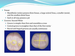 Unit 8 - Mandibular 2nd Molars.pptx