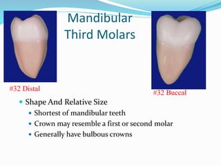 Unit 8 - Mandibular 2nd Molars.pptx