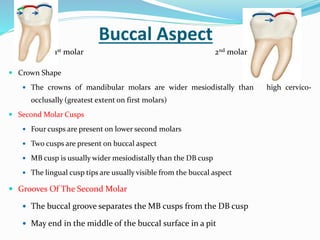 Unit 8 - Mandibular 2nd Molars.pptx