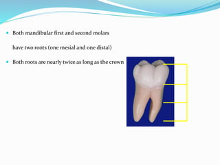 Unit 8 - Mandibular 2nd Molars.pptx