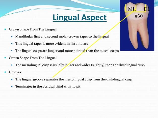 Unit 8 - Mandibular 2nd Molars.pptx