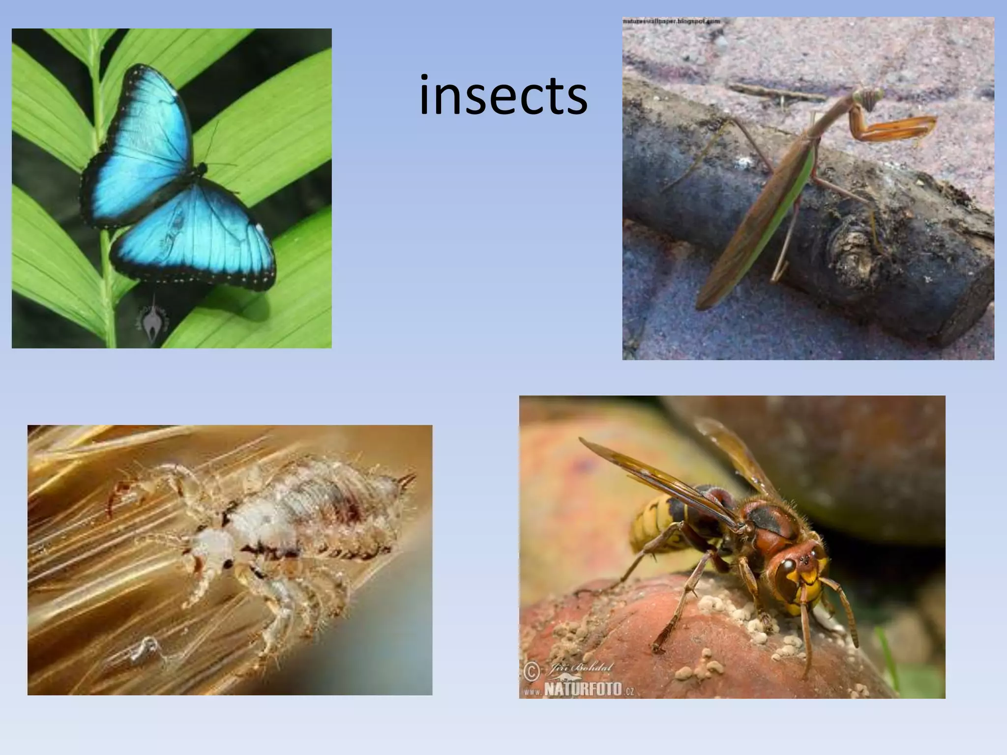 Unit 82 creatures moodboard | PPTX