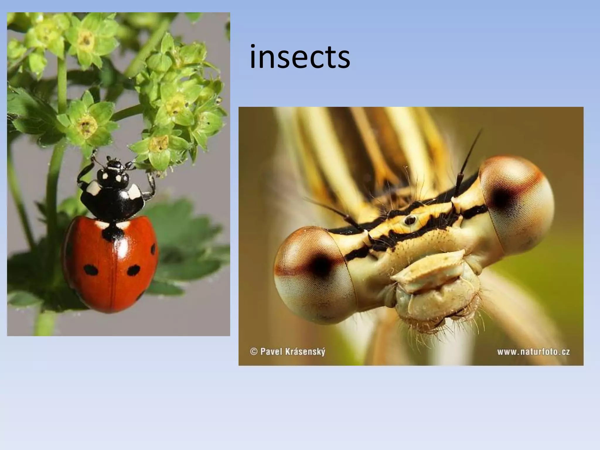 Unit 82 creatures moodboard | PPTX