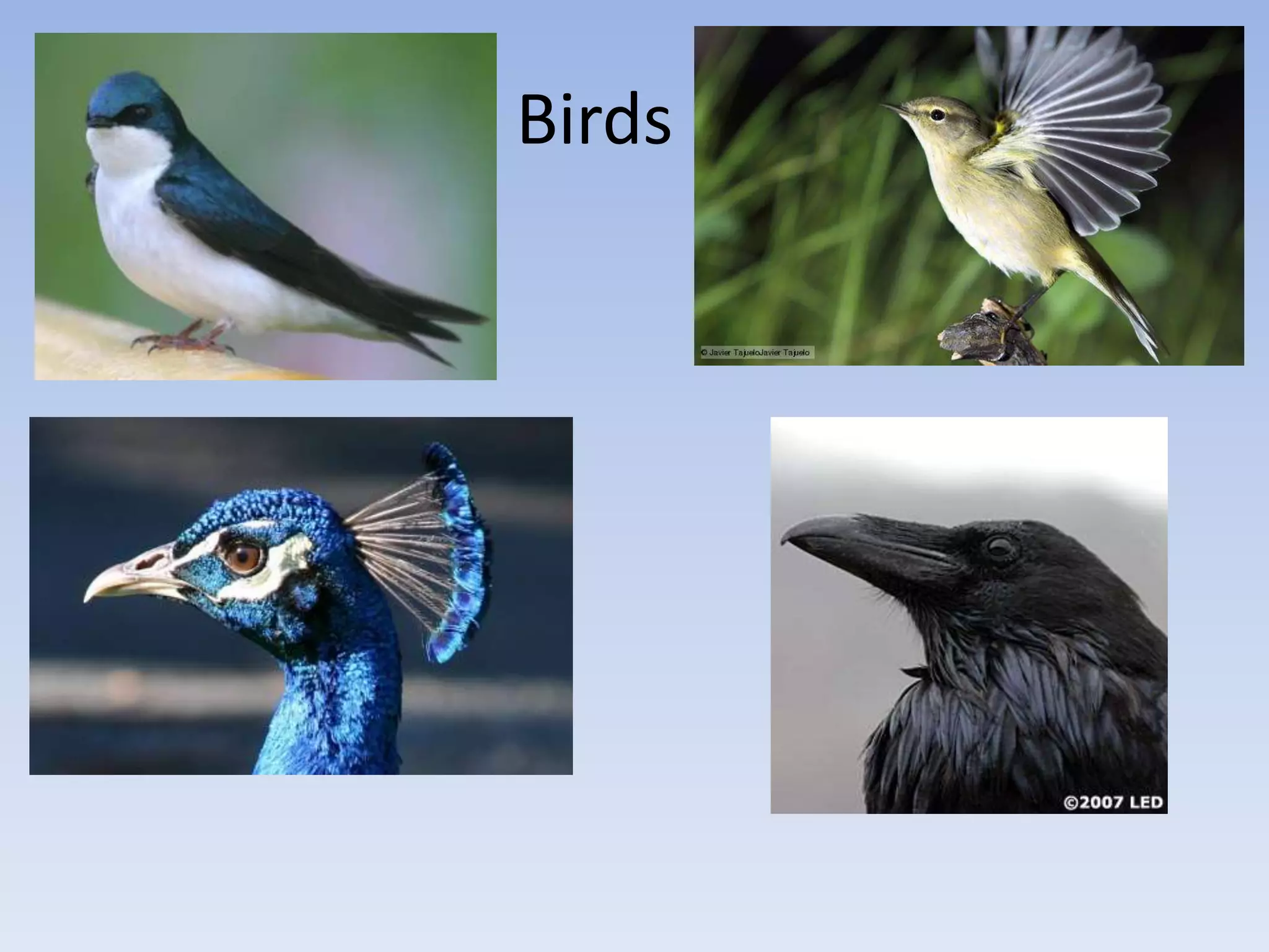 Unit 82 creatures moodboard | PPTX