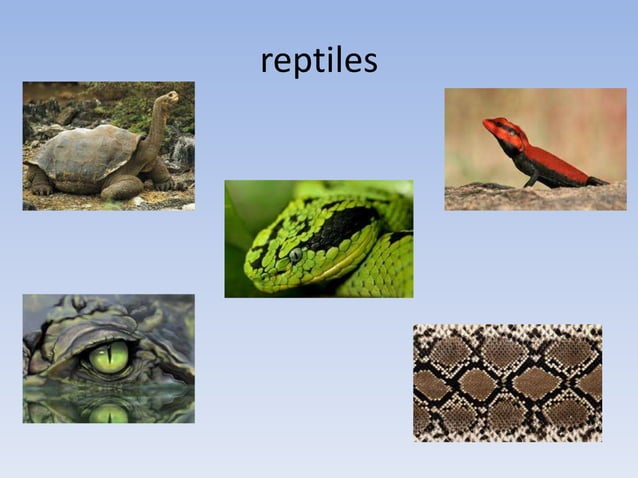 Unit 82 creatures moodboard | PPTX