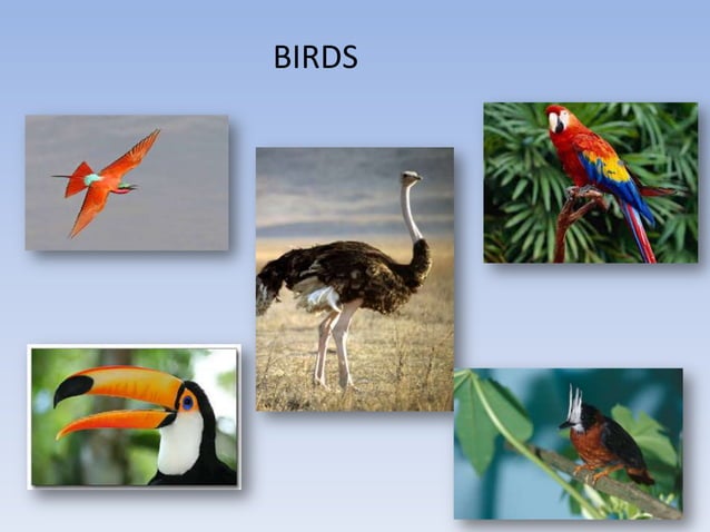 Unit 82 creatures moodboard | PPTX