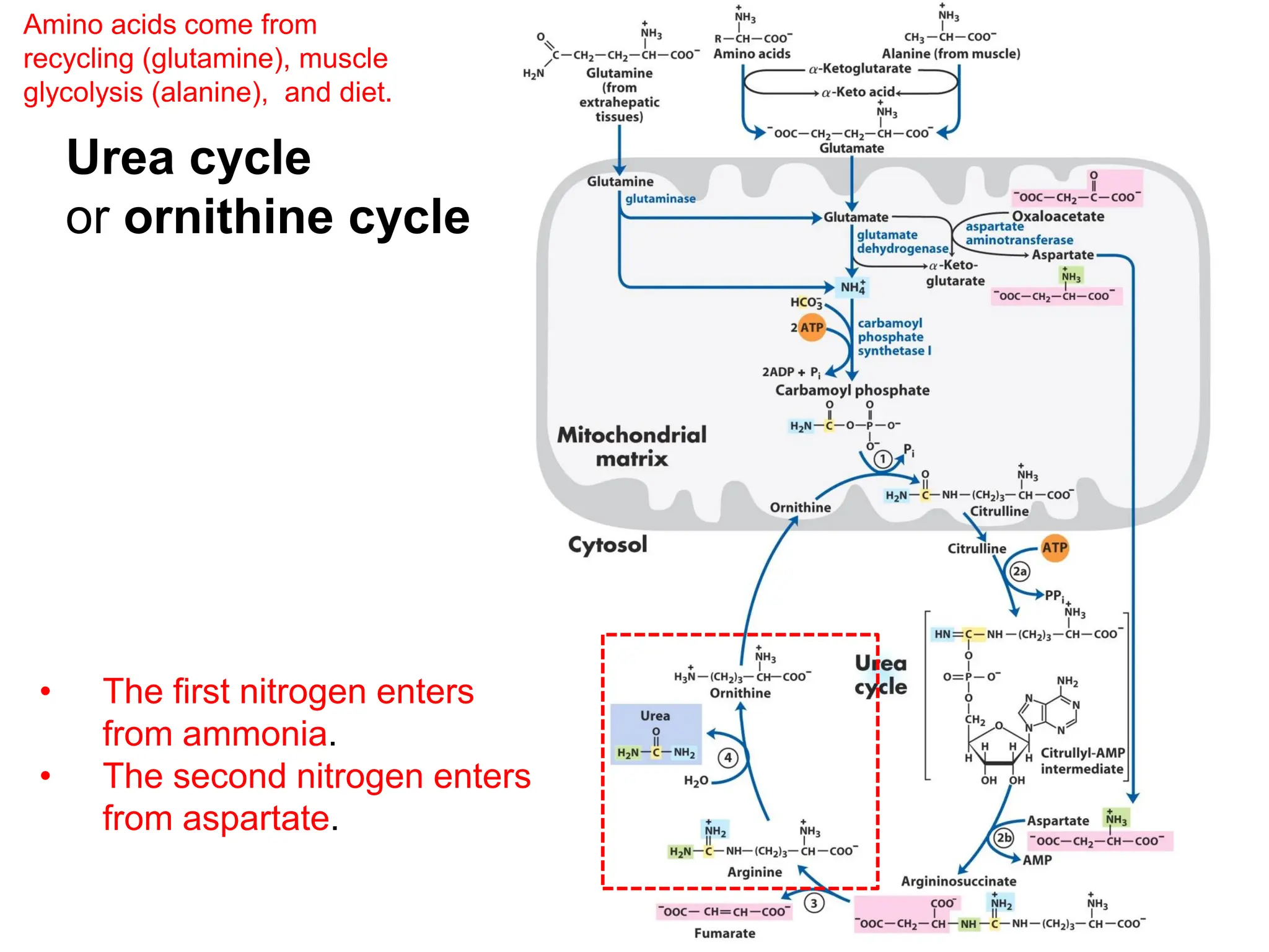 Unit 8_AA oxidation and urea cycle_2023.pdf