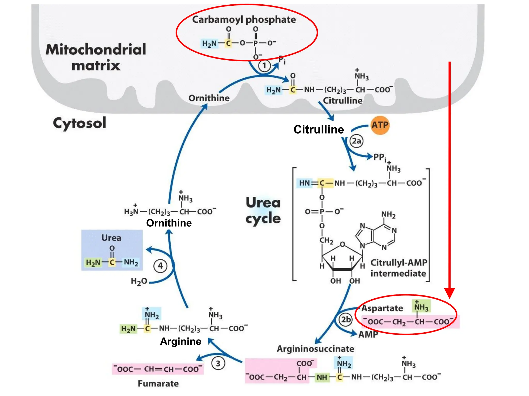 Unit 8_AA oxidation and urea cycle_2023.pdf