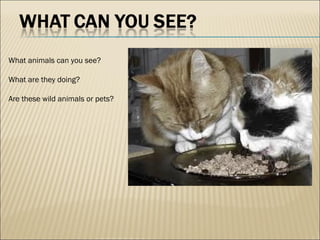 UNIT 8 - ANIMALS | PPT
