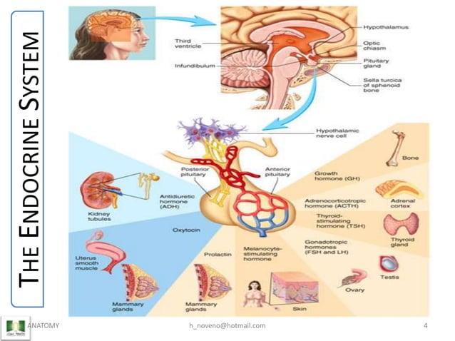 Unit 8 Endocrine System | PPTX | Thyroid Disorders | Endocrine and ...