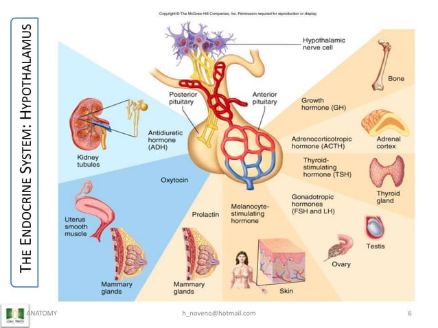 Unit 8 Endocrine System | PPTX | Thyroid Disorders | Endocrine and ...