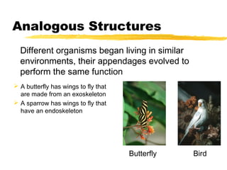 Unit 8 evolution for moodle | PPT
