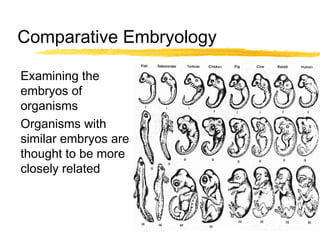 Unit 8 evolution for moodle | PPT