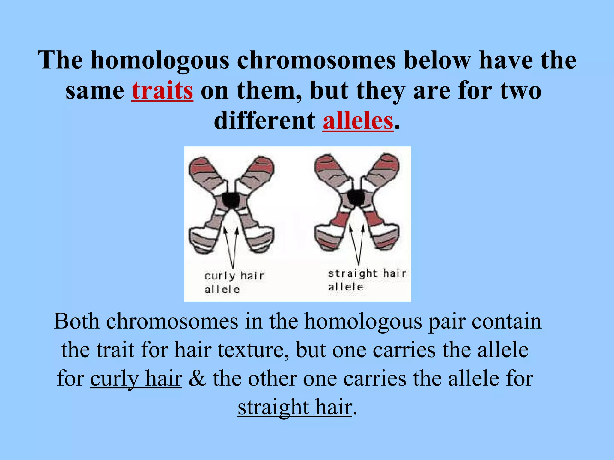 Unit 8 genetics powerpoint (revised 2006) | PPT